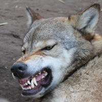 FARKAS GYULA SZEGED videos - Videa