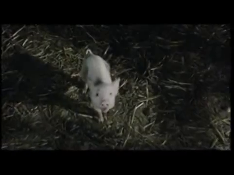 Malac a pácban - előzetes, aranyos, cuki, malac - Videa