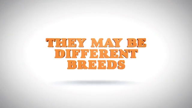 Step Dogs Trailer, film/animáció - Videa