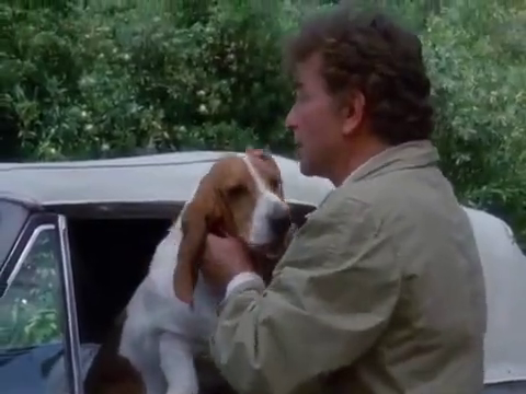 Columbo and His Dog, animal, basset hound, columbo - Videa