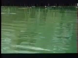 Kutyaparadicsom - Videa