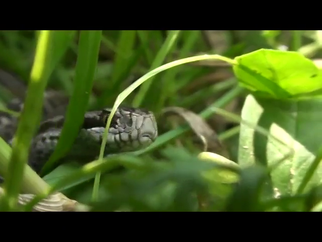 Hungarian Meadow Viper Births, conservation biology, cute, give birth ...