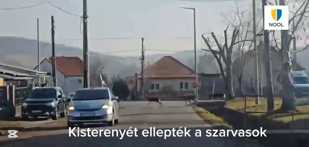 Szarvasok tűntek fel fényes nappal, csorda, kisterenye, szarvas - Videa