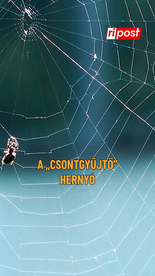 Sorozatgyilkosként viselkedő hernyófajt fedeztek fel, #foryou, # ...