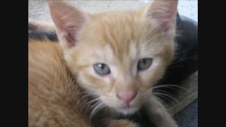 violent cat fights from festelle - Videa