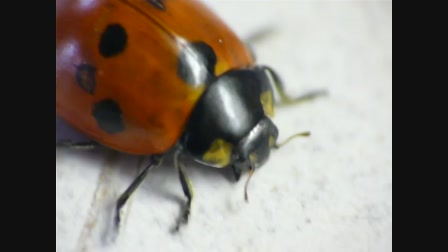 Katica és Fekete Macska kalandjai, animáció - Videa